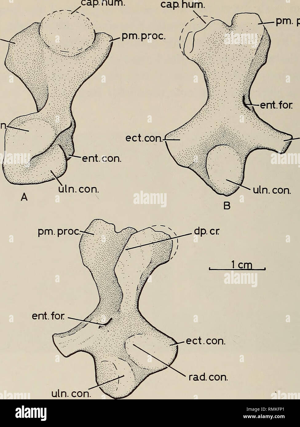 . Annals of the South African Museum = Annale van die Suid-Afrikaanse ...