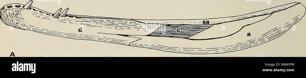 . Annals of the South African Museum = Annale van die Suid-Afrikaanse ...