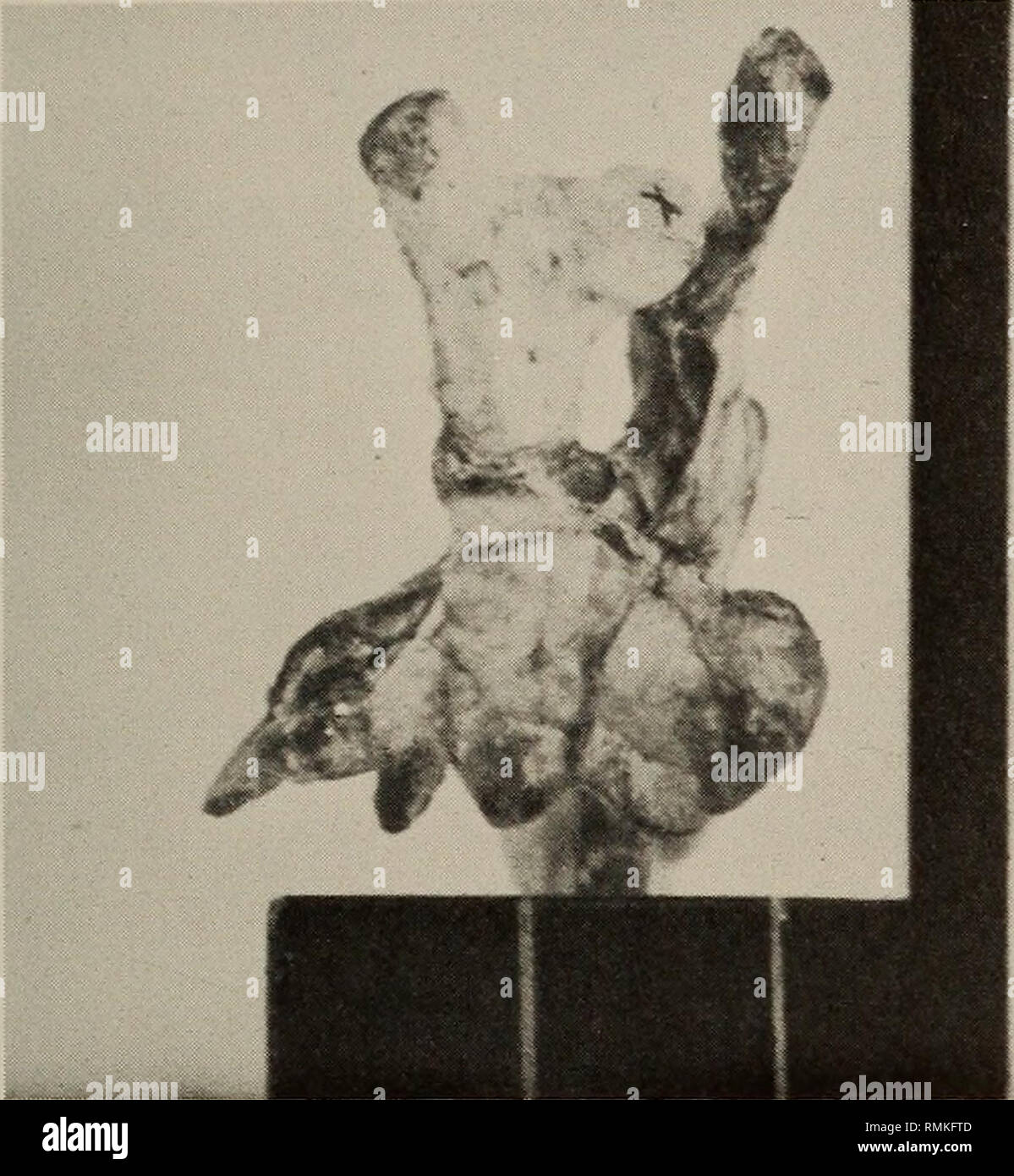 . Annals of the South African Museum = Annale van die Suid-Afrikaanse ...