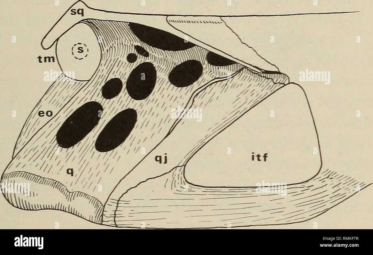 . Annals of the South African Museum = Annale van die Suid-Afrikaanse ...