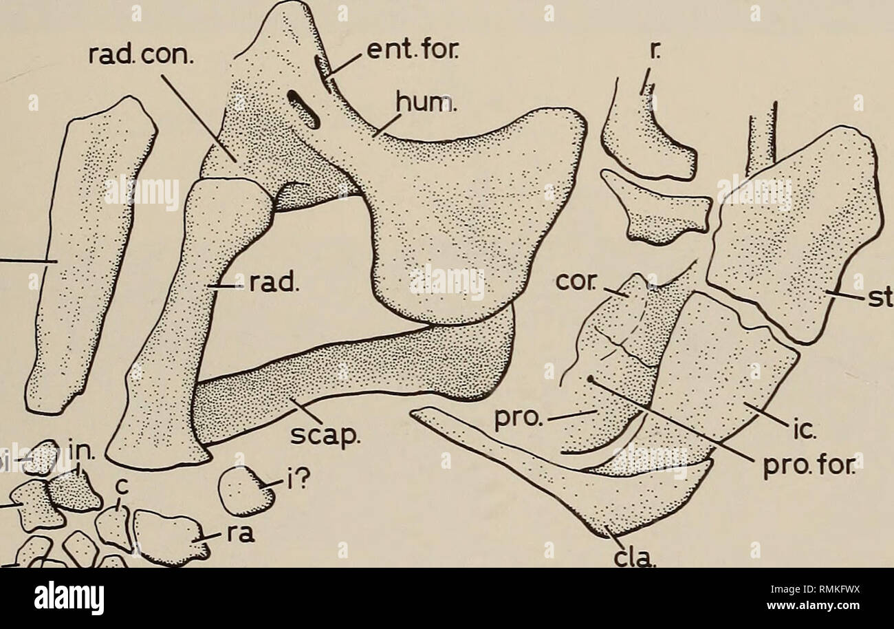 . Annals of the South African Museum = Annale van die Suid-Afrikaanse ...