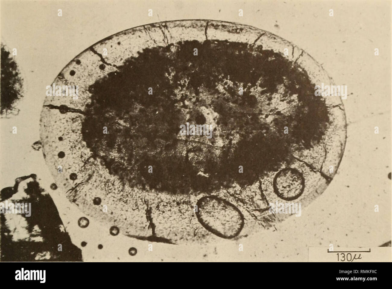 . Annals of the South African Museum = Annale van die Suid-Afrikaanse ...