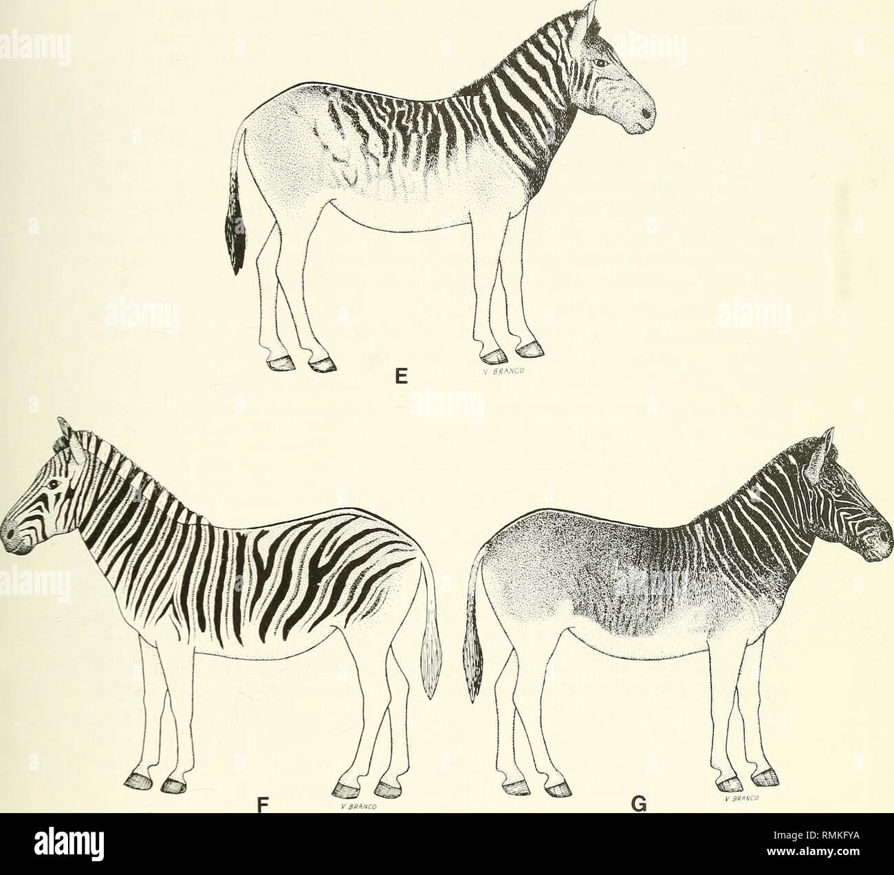 Extinct cape quagga hi-res stock photography and images - Alamy