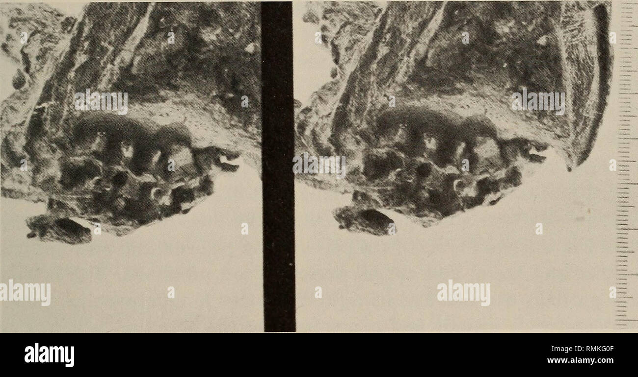 . Annals of the South African Museum = Annale van die Suid-Afrikaanse ...