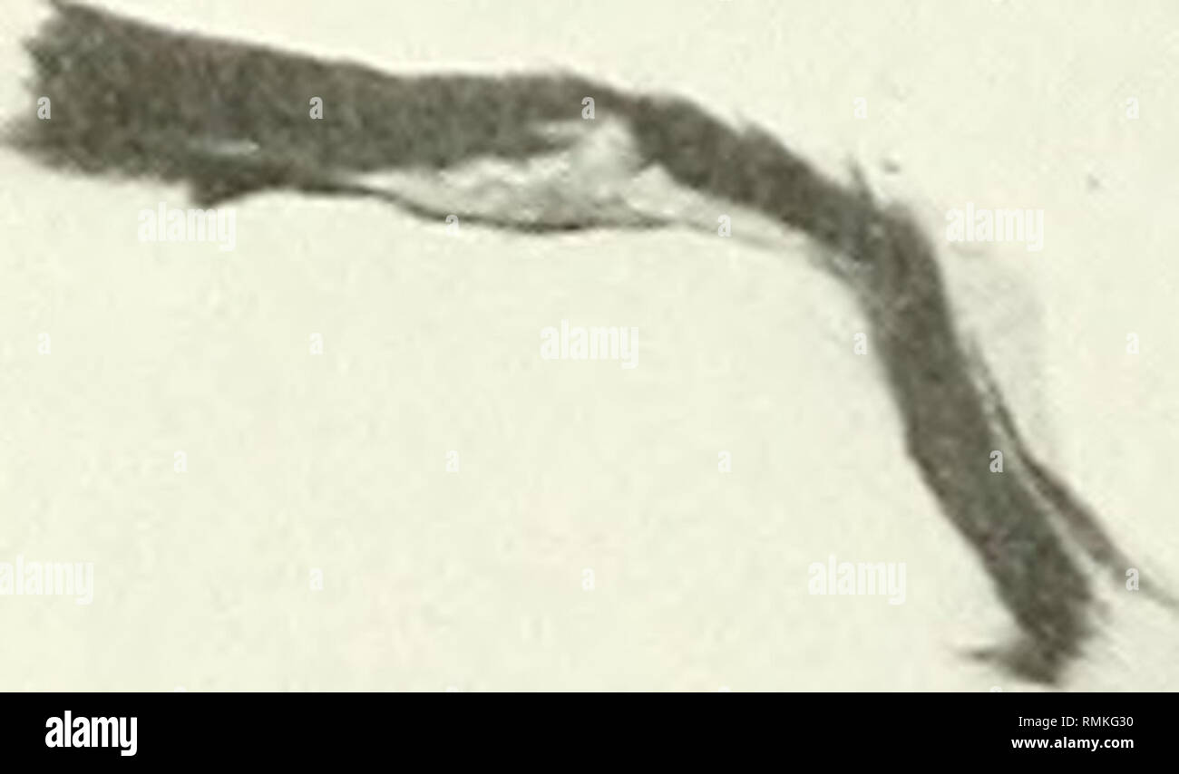 Sotho women hi-res stock photography and images - Alamy