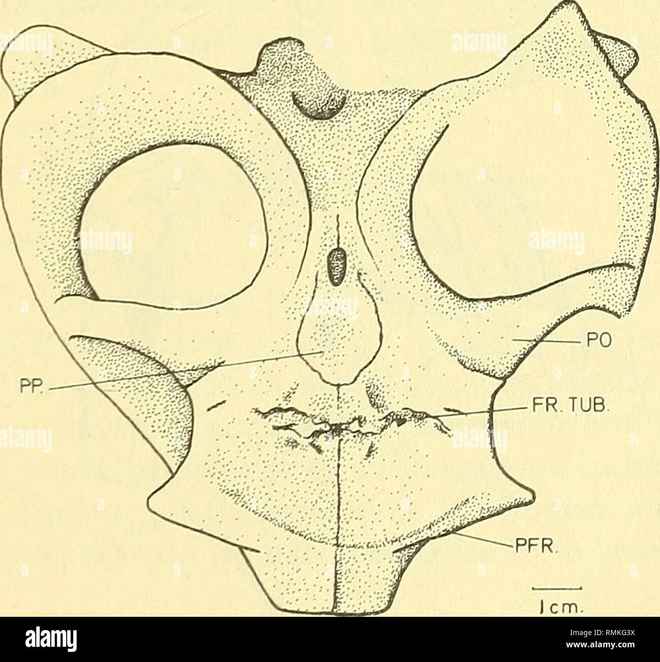 . Annals of the South African Museum = Annale van die Suid-Afrikaanse ...