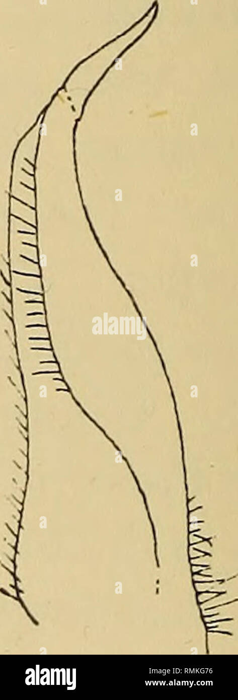 Potamonautes hi-res stock photography and images - Alamy