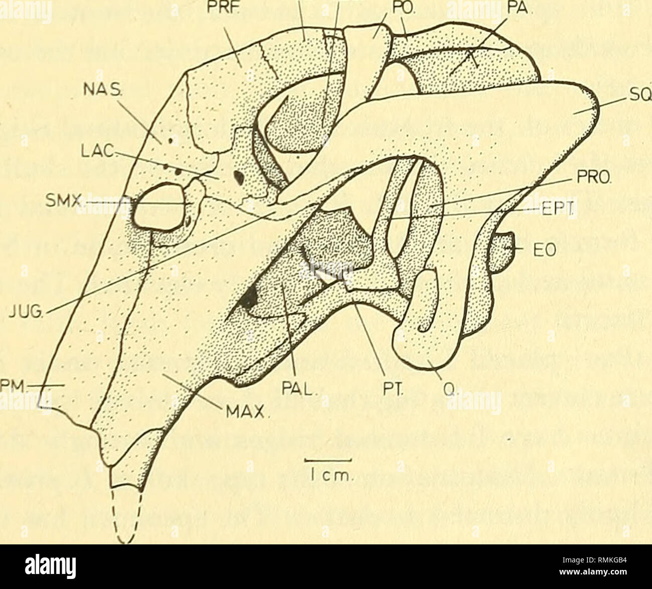 . Annals of the South African Museum = Annale van die Suid-Afrikaanse ...