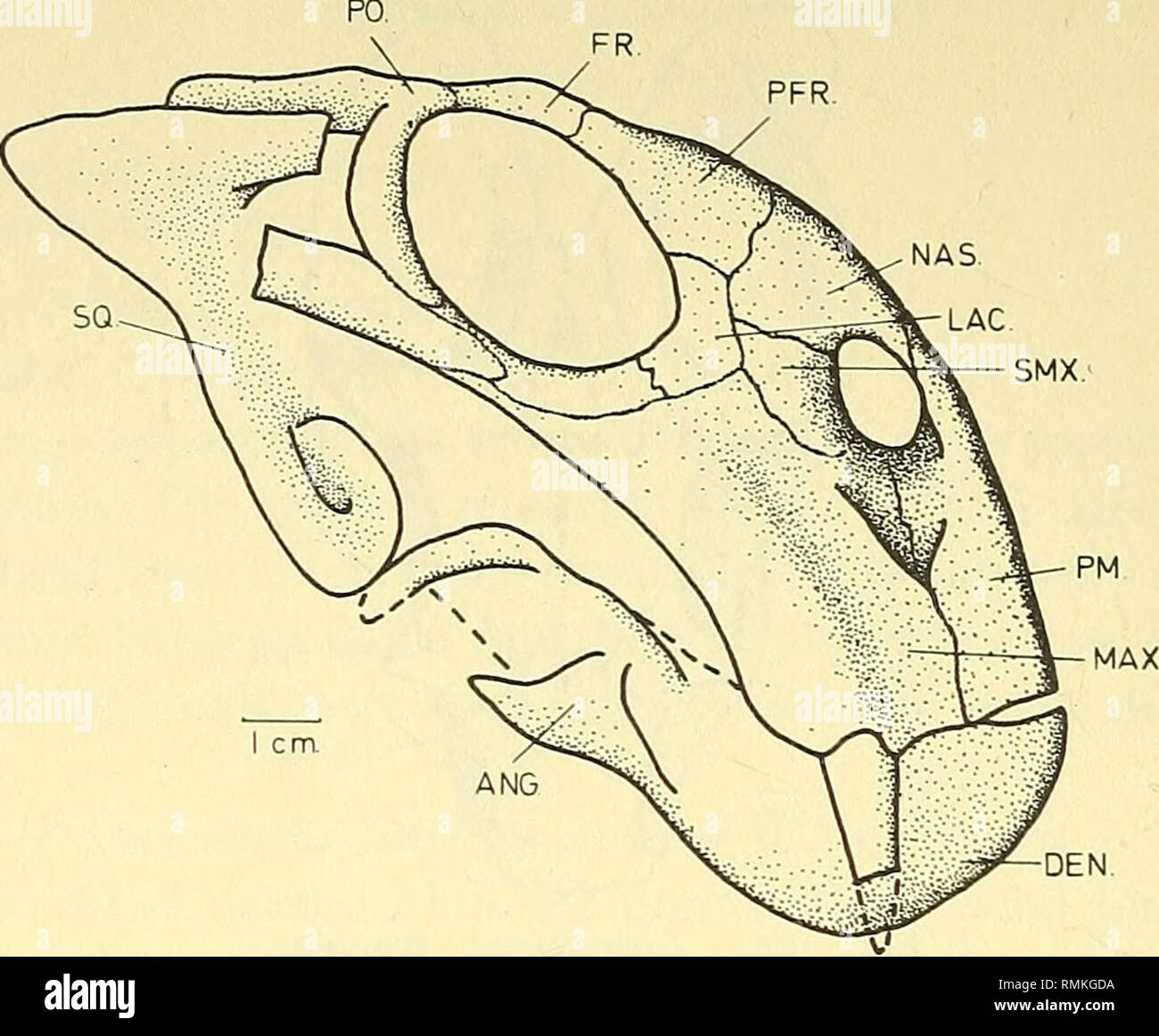 Lystrosaurus curvatus hi-res stock photography and images - Alamy