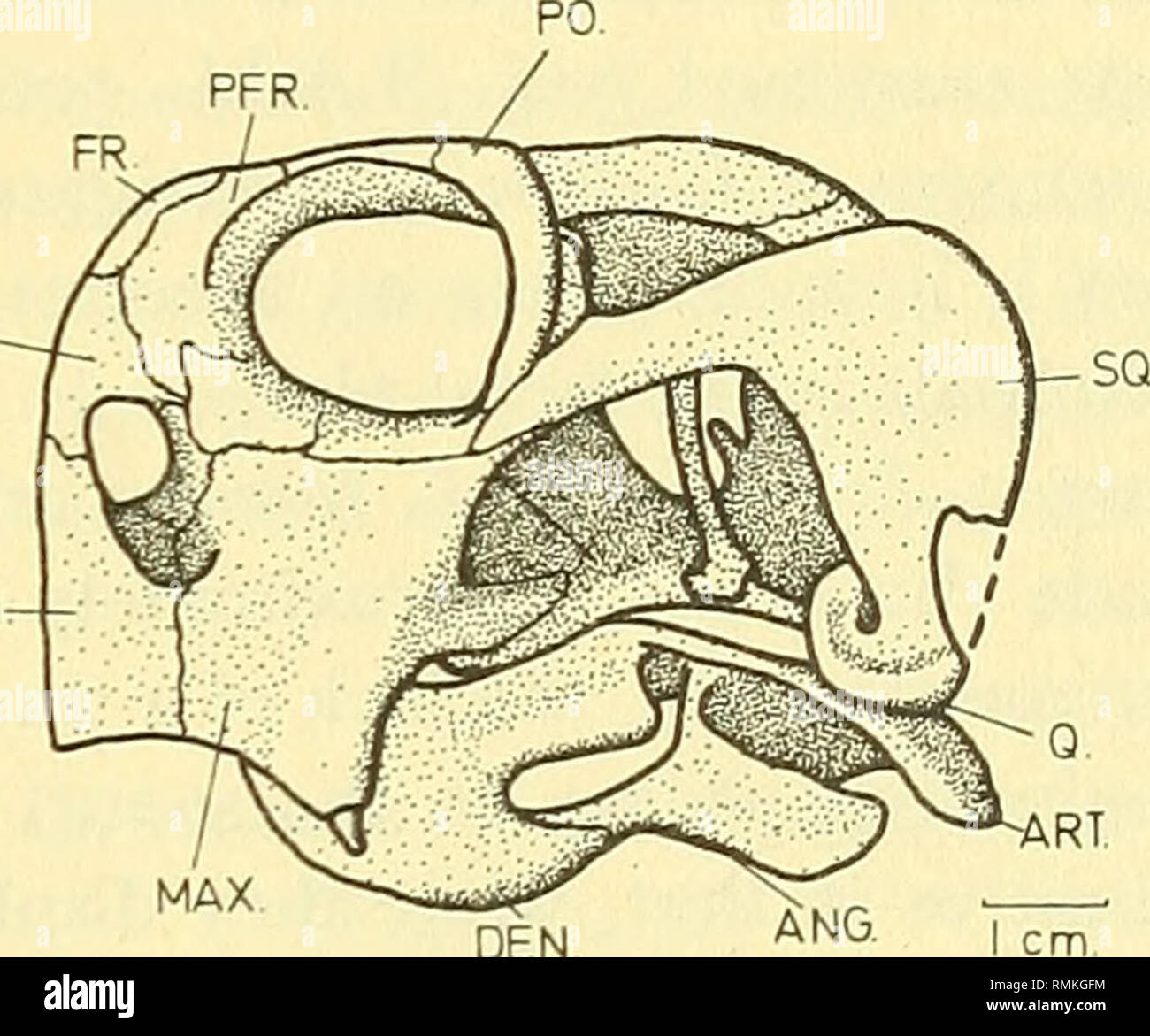 Lystrosaurus Skull Full Article: Burrowing In Lystrosaurus: