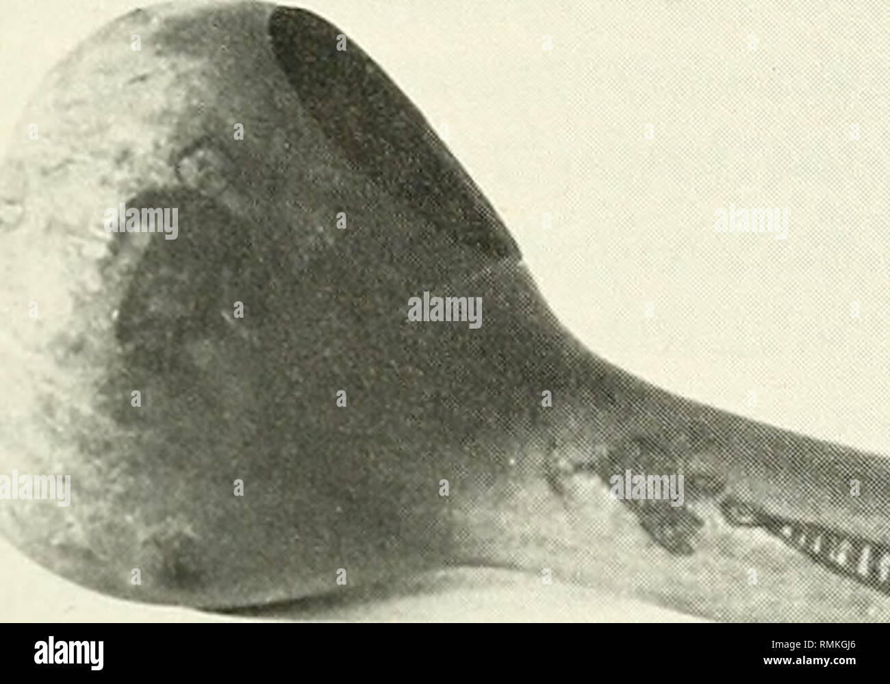 Ladle gourd hi-res stock photography and images - Alamy