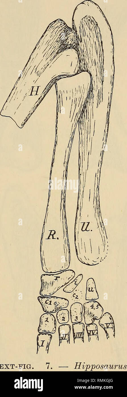 . Annals of the South African Museum = Annale van die Suid-Afrikaanse ...