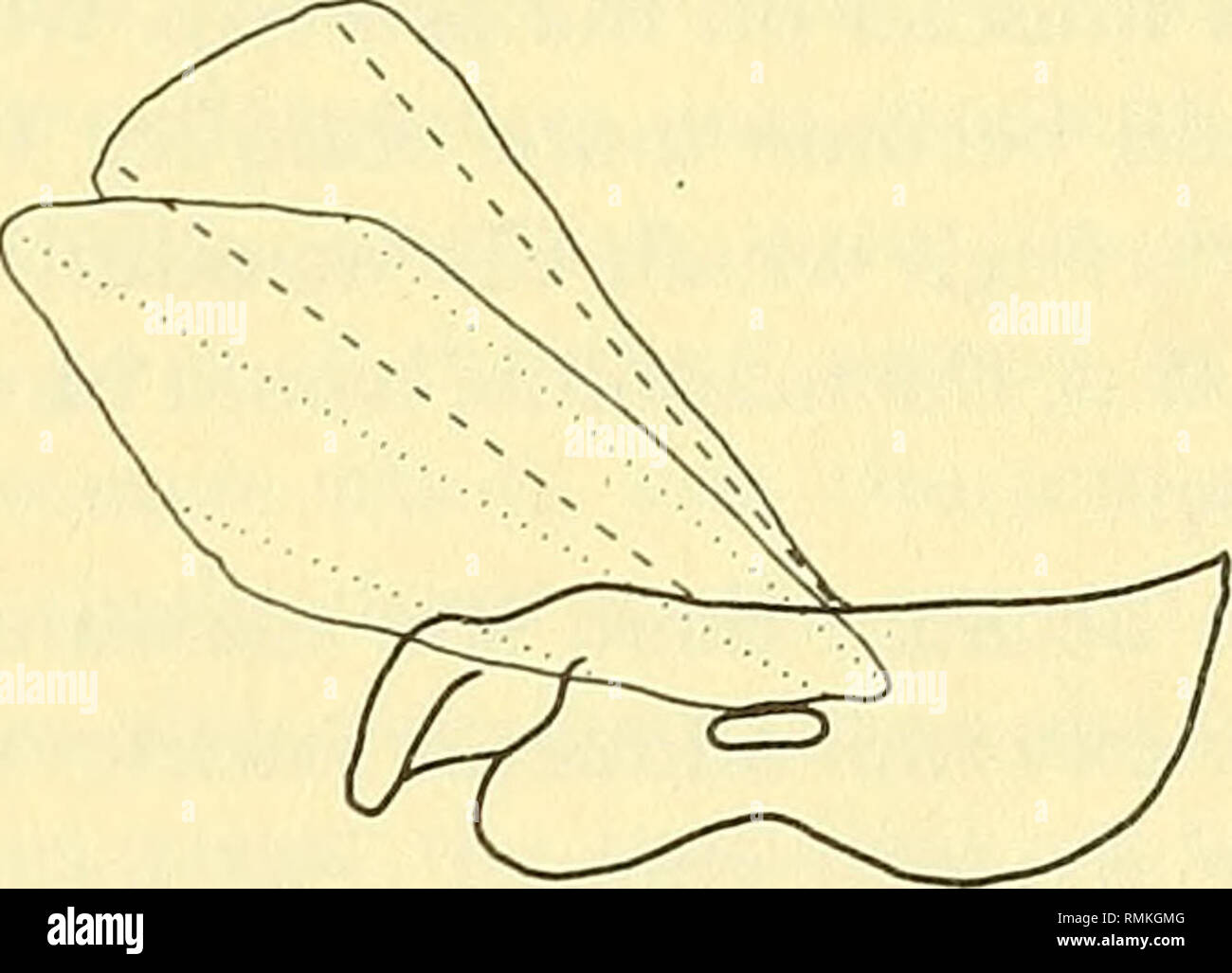 . Annals of the South African Museum = Annale van die Suid-Afrikaanse ...