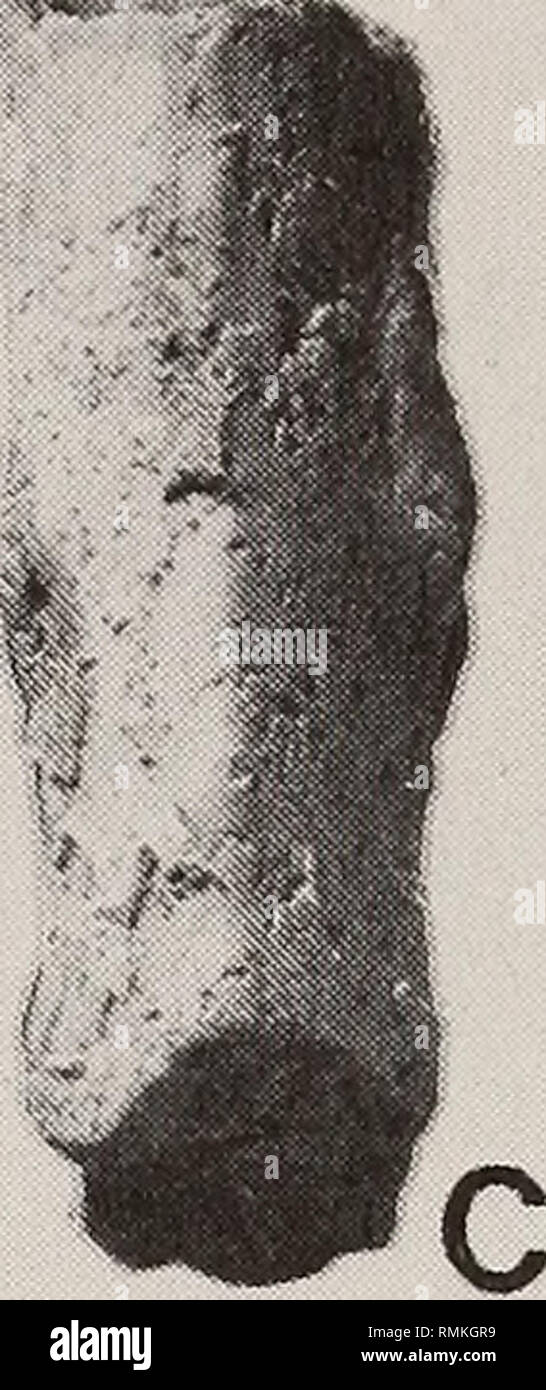 Labyrinthicus hi-res stock photography and images - Alamy