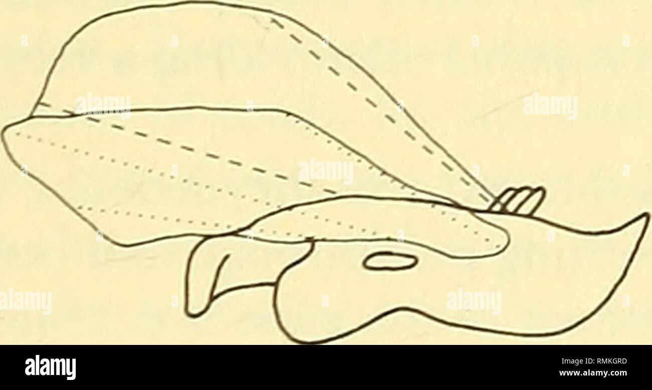 Lystrosaurus hi-res stock photography and images - Alamy