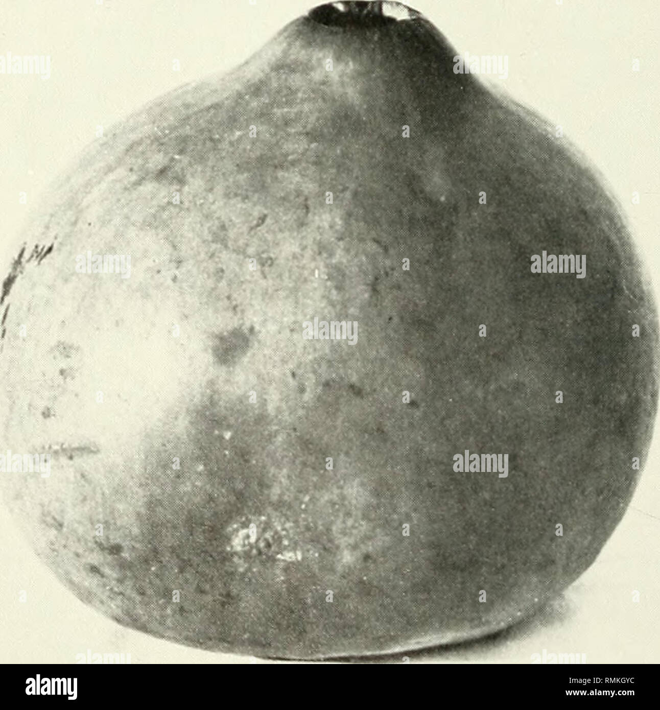 . Annals of the South African Museum = Annale van die Suid-Afrikaanse ...