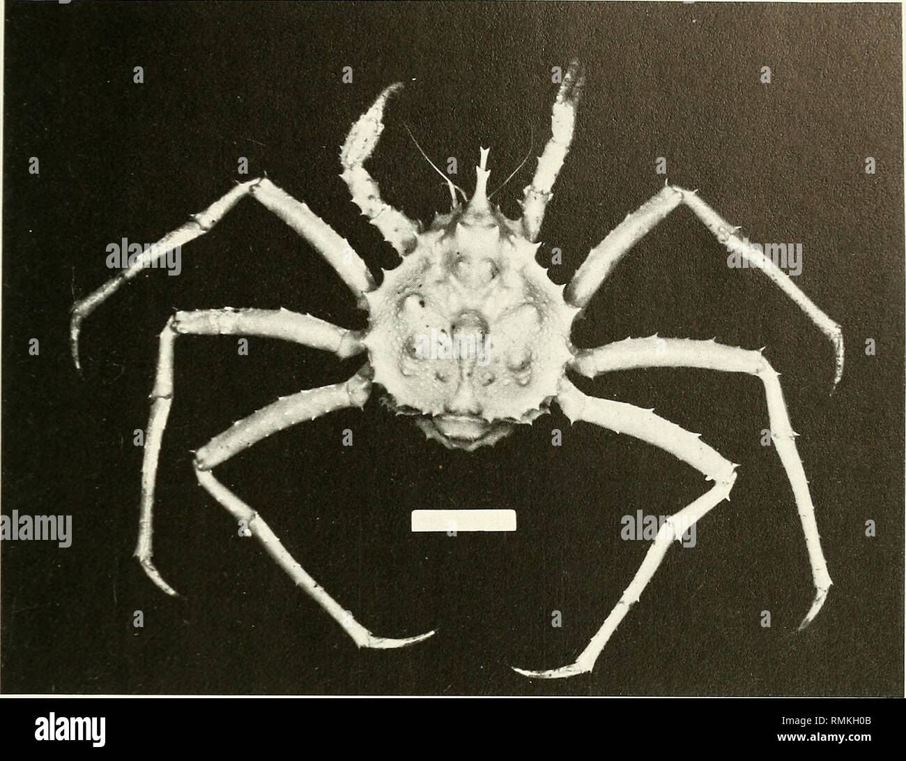 1902 1973 hi-res stock photography and images - Alamy