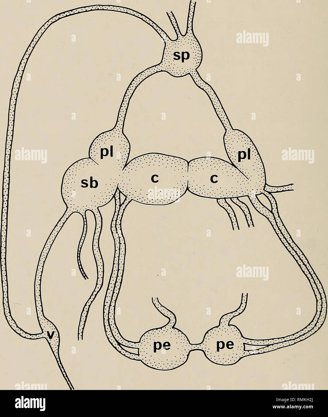 Cephalized hi-res stock photography and images - Alamy