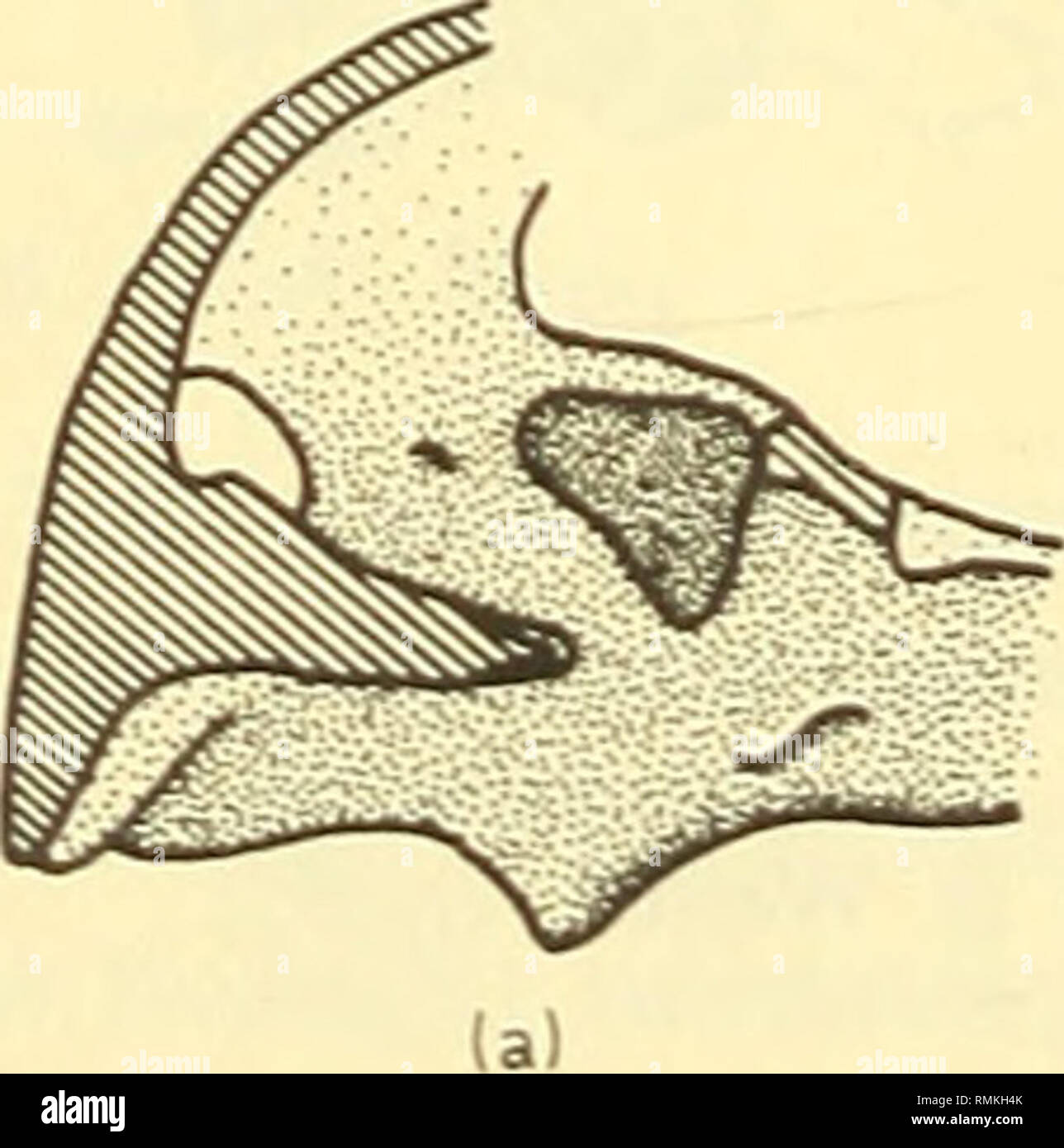 . Annals of the South African Museum = Annale van die Suid-Afrikaanse ...