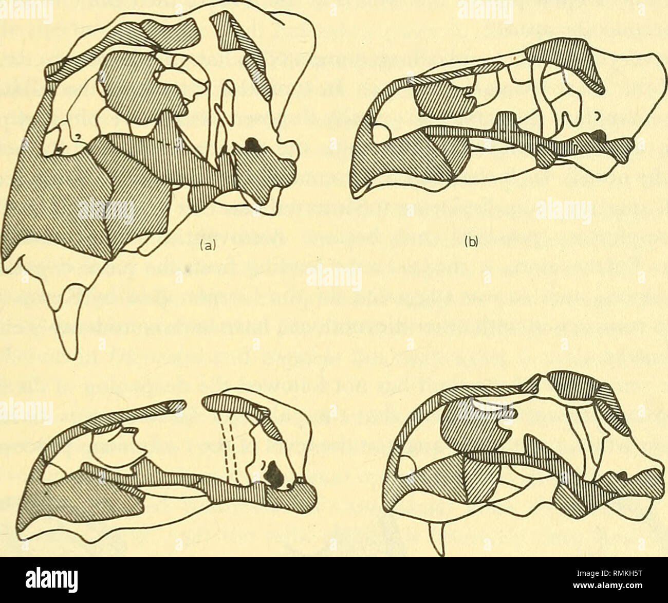 . Annals of the South African Museum = Annale van die Suid-Afrikaanse ...