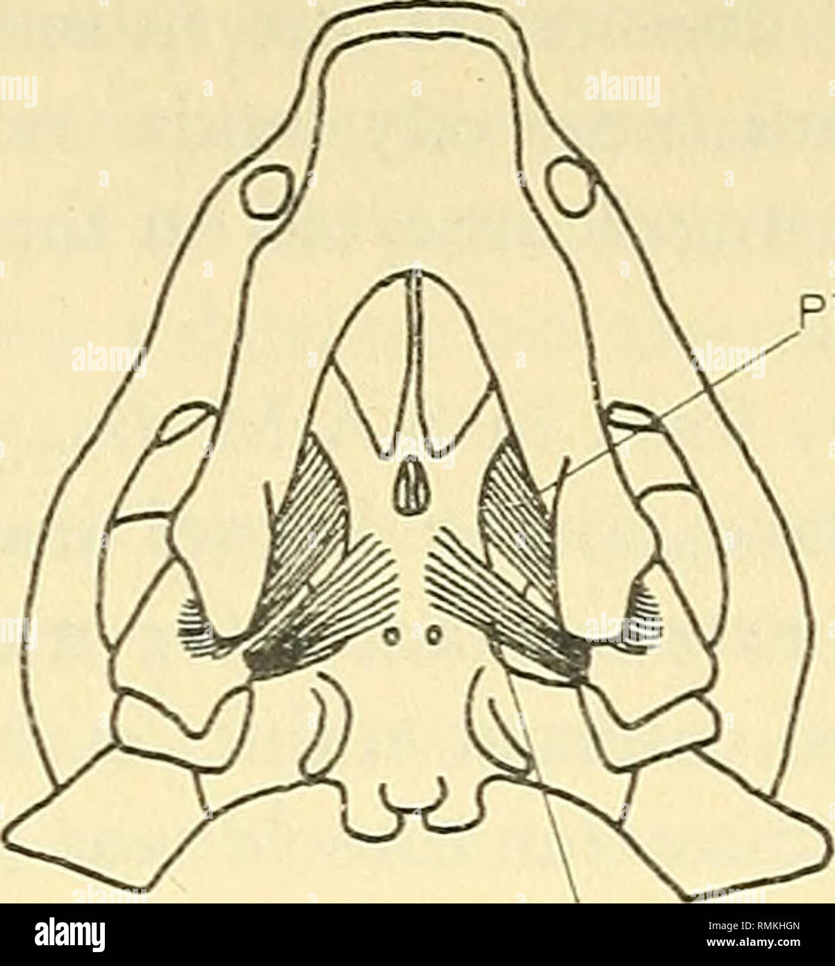 Dicynodonts hi-res stock photography and images - Alamy