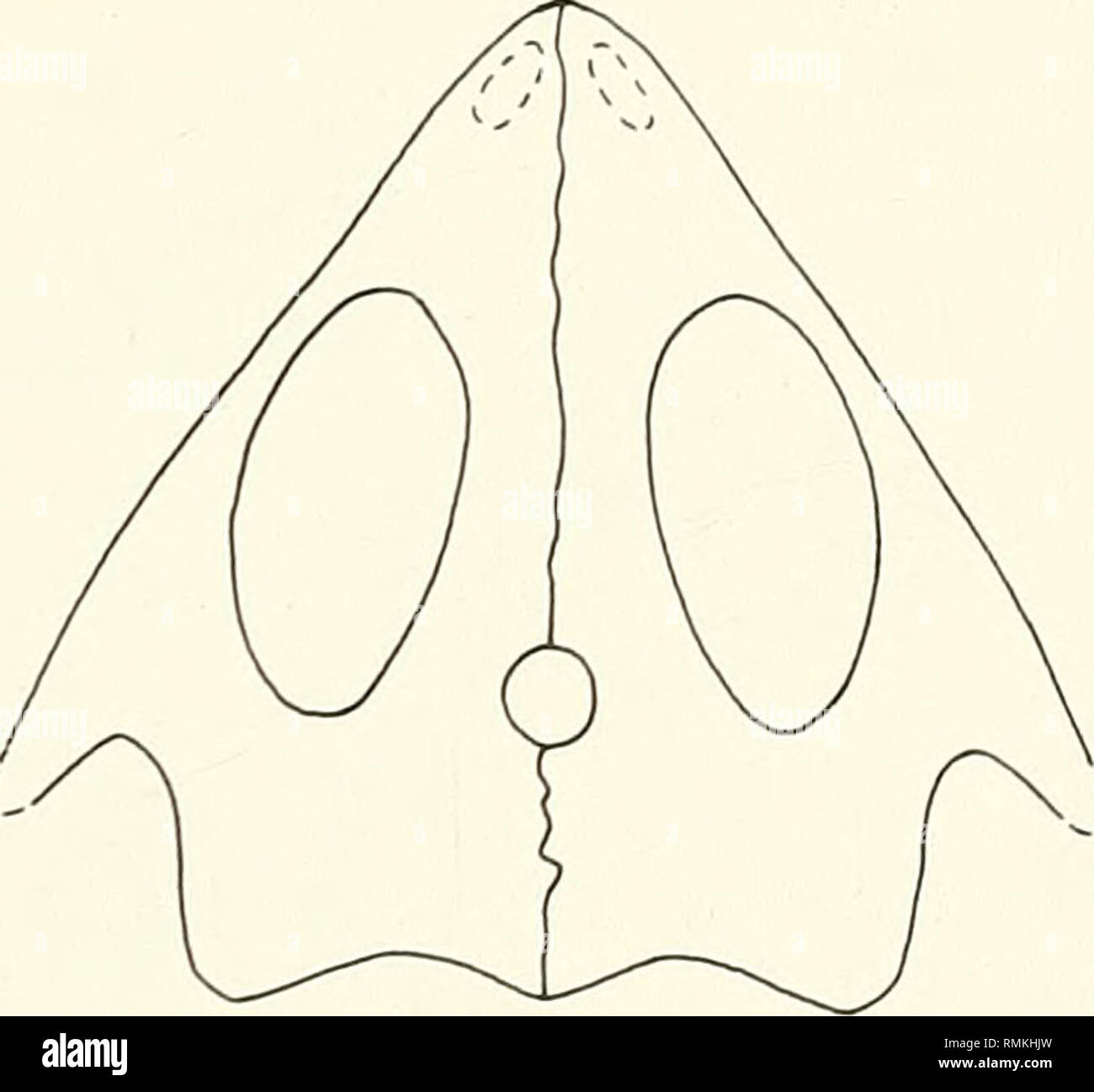 Incisiform High Resolution Stock Photography and Images - Alamy