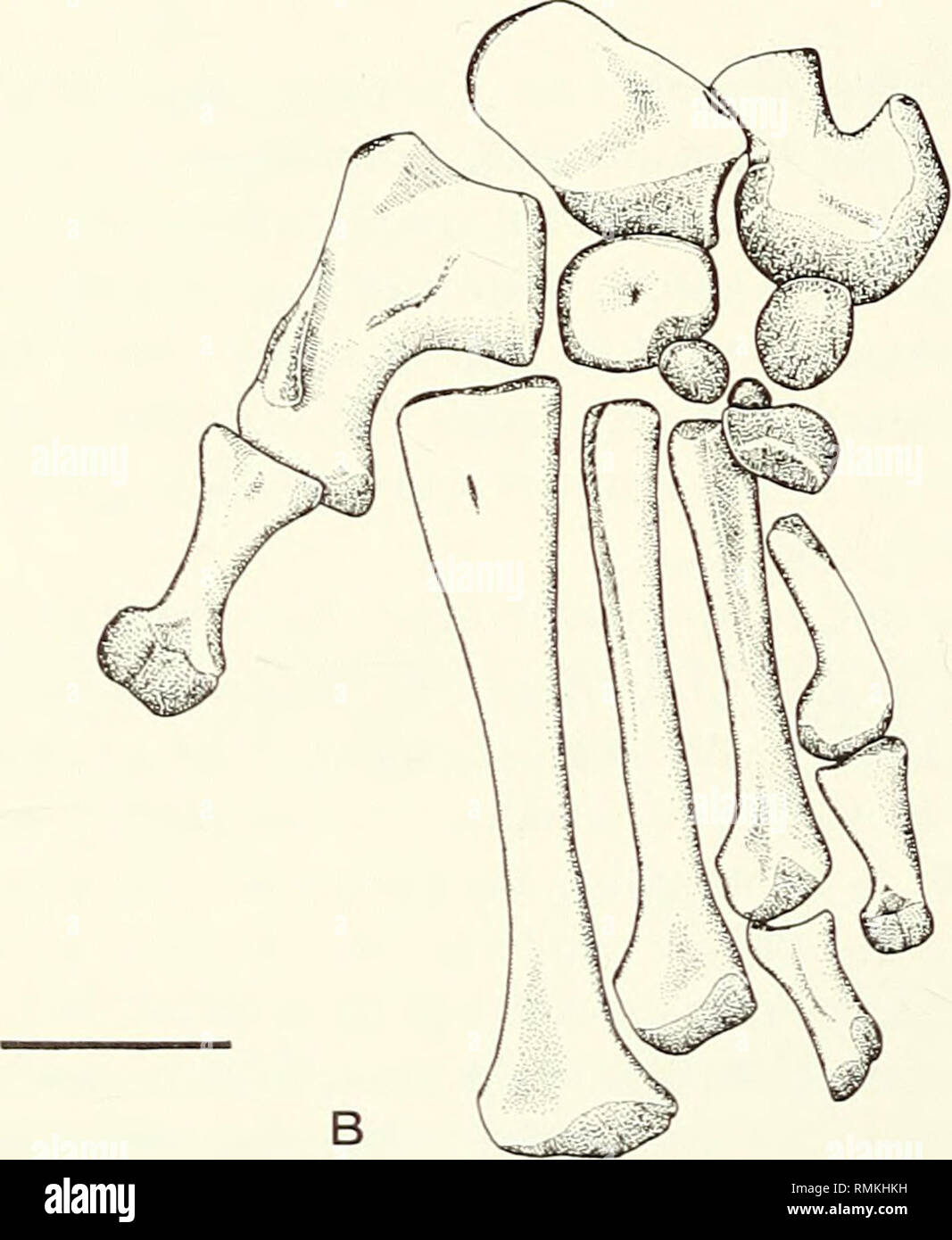 Proterosuchus hi-res stock photography and images - Alamy