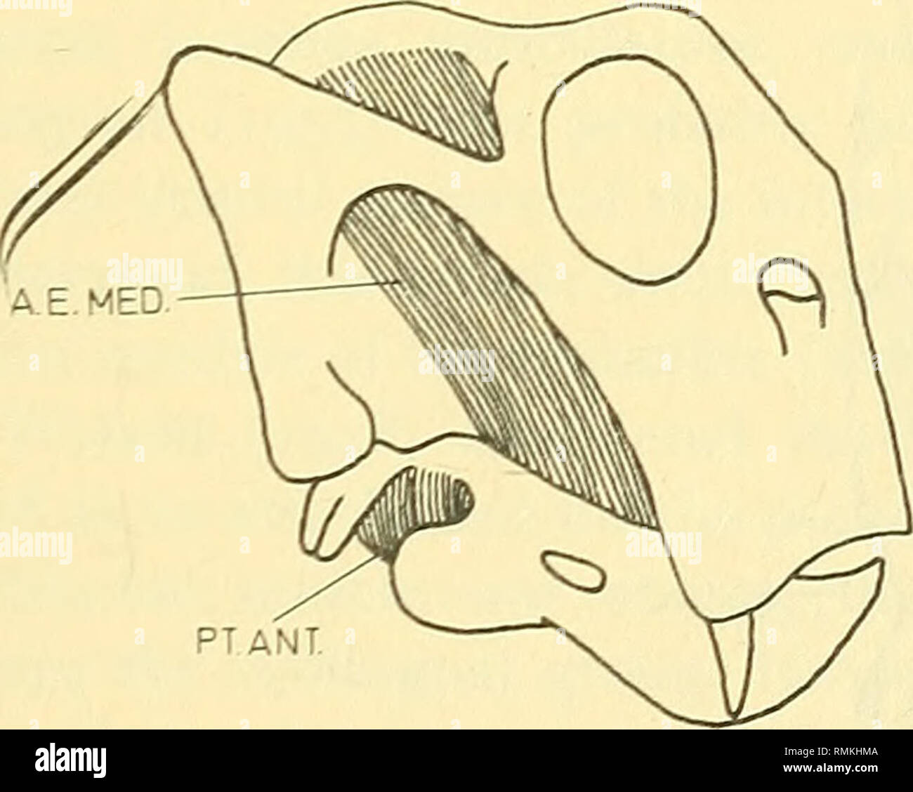 . Annals of the South African Museum = Annale van die Suid-Afrikaanse ...