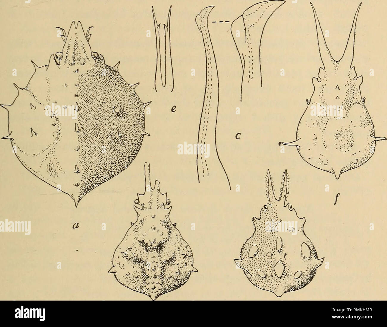Doclea muricata hi-res stock photography and images - Alamy