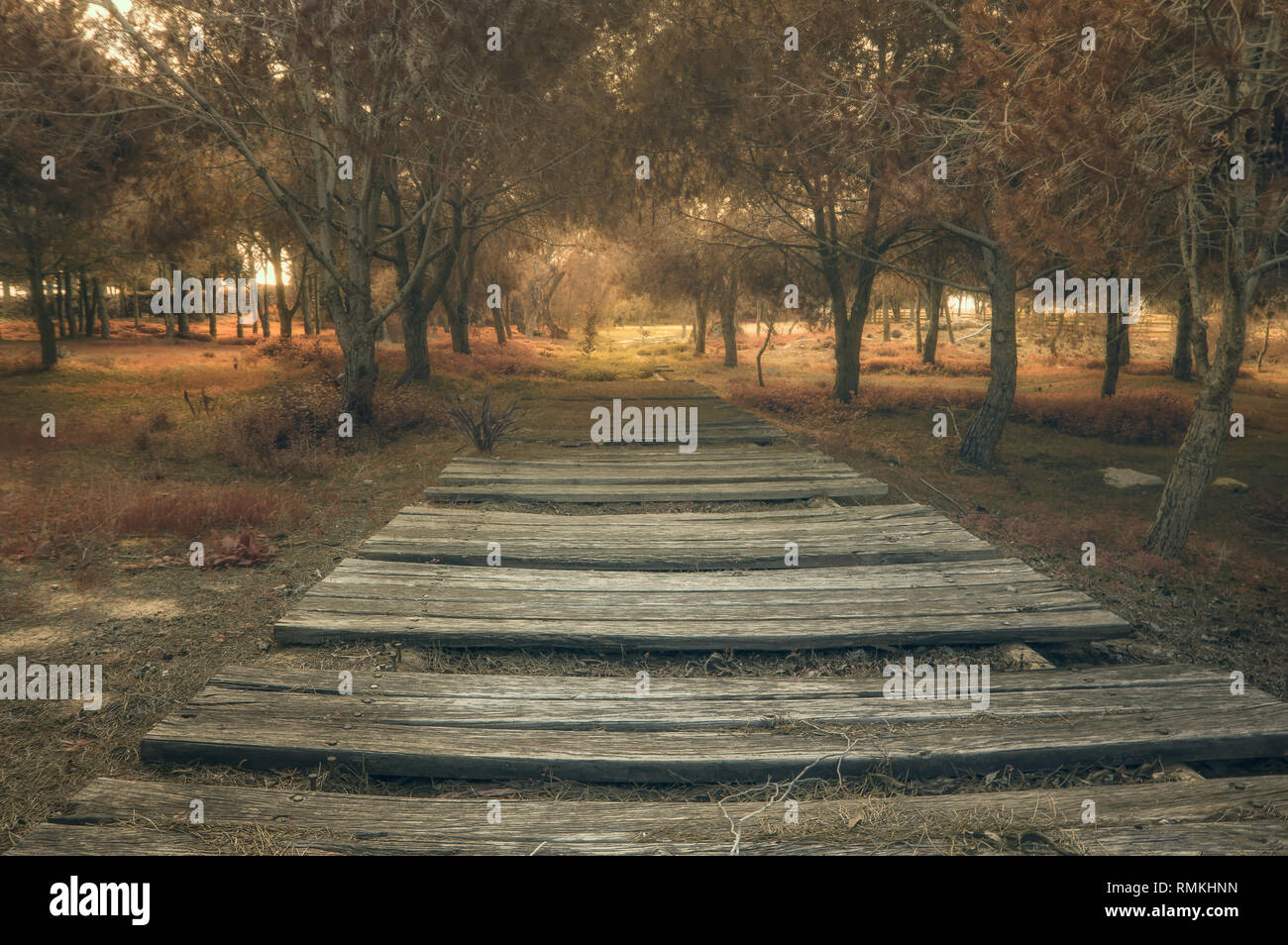 Wooden path into woods with sunlight trees and grass hi-res stock ...