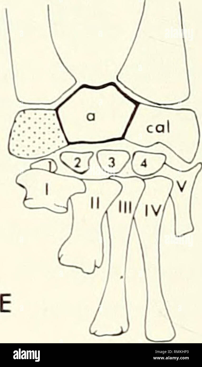 Mesosuchus hi-res stock photography and images - Alamy