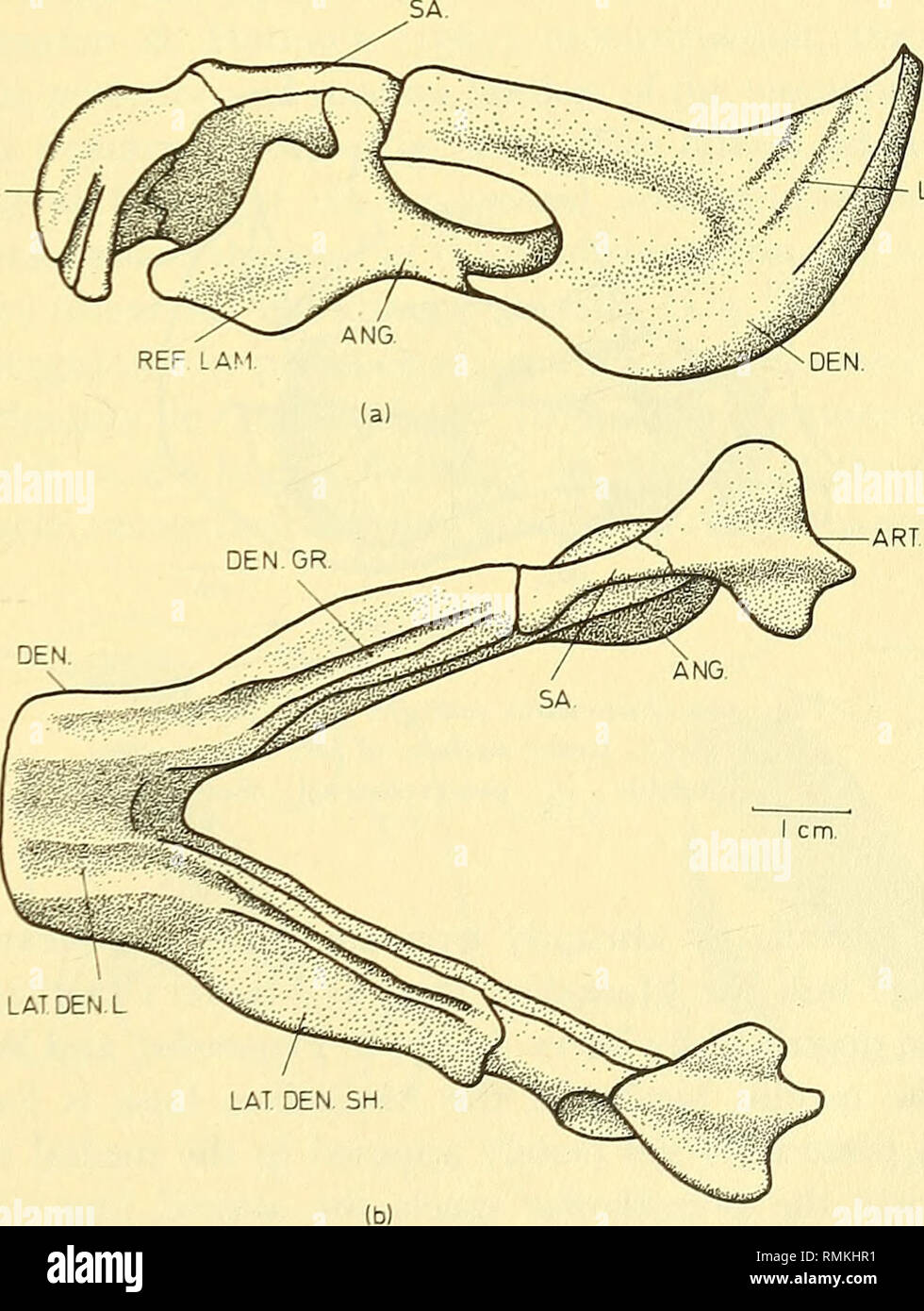 . Annals of the South African Museum = Annale van die Suid-Afrikaanse ...
