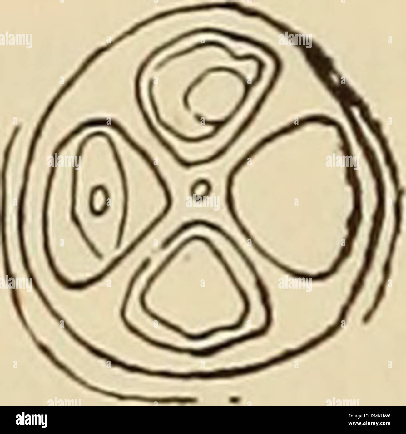 Two uppermost branches hi-res stock photography and images - Alamy