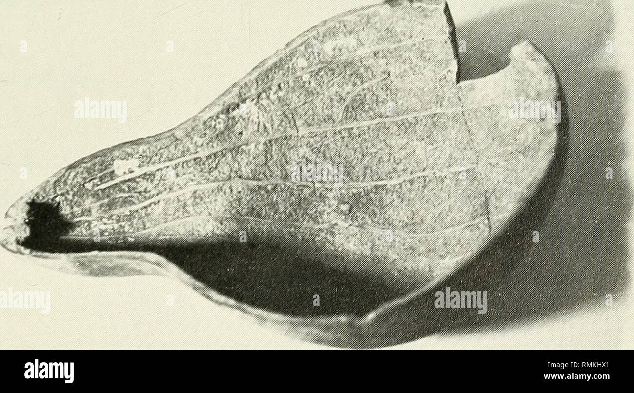 . Annals of the South African Museum = Annale van die Suid-Afrikaanse ...