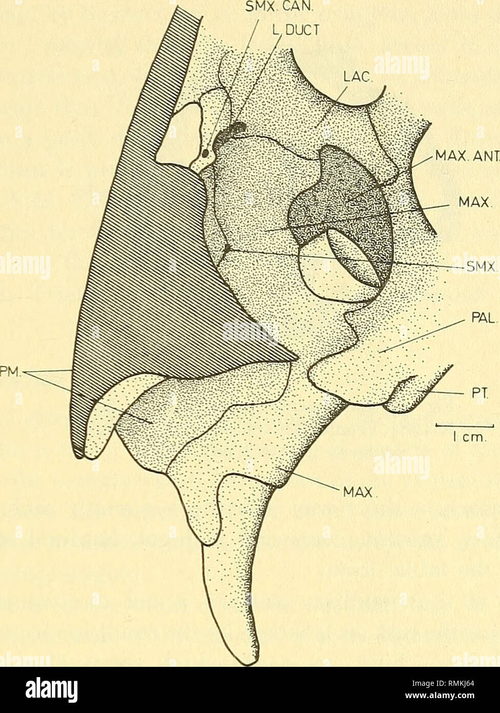 . Annals of the South African Museum = Annale van die Suid-Afrikaanse ...