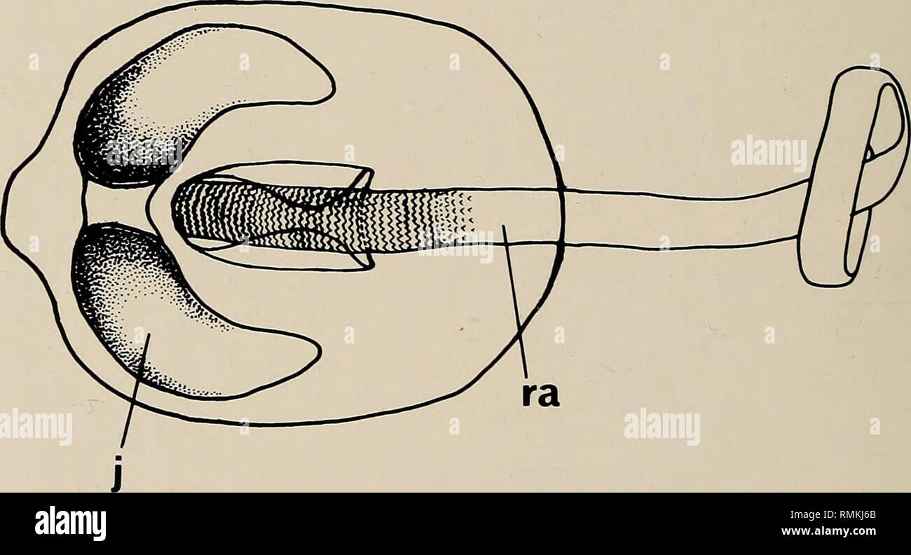 Modified Radula Tooth High Resolution Stock Photography and Images - Alamy