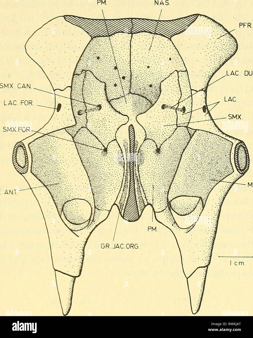 Lystrosaurus sp hi-res stock photography and images - Alamy