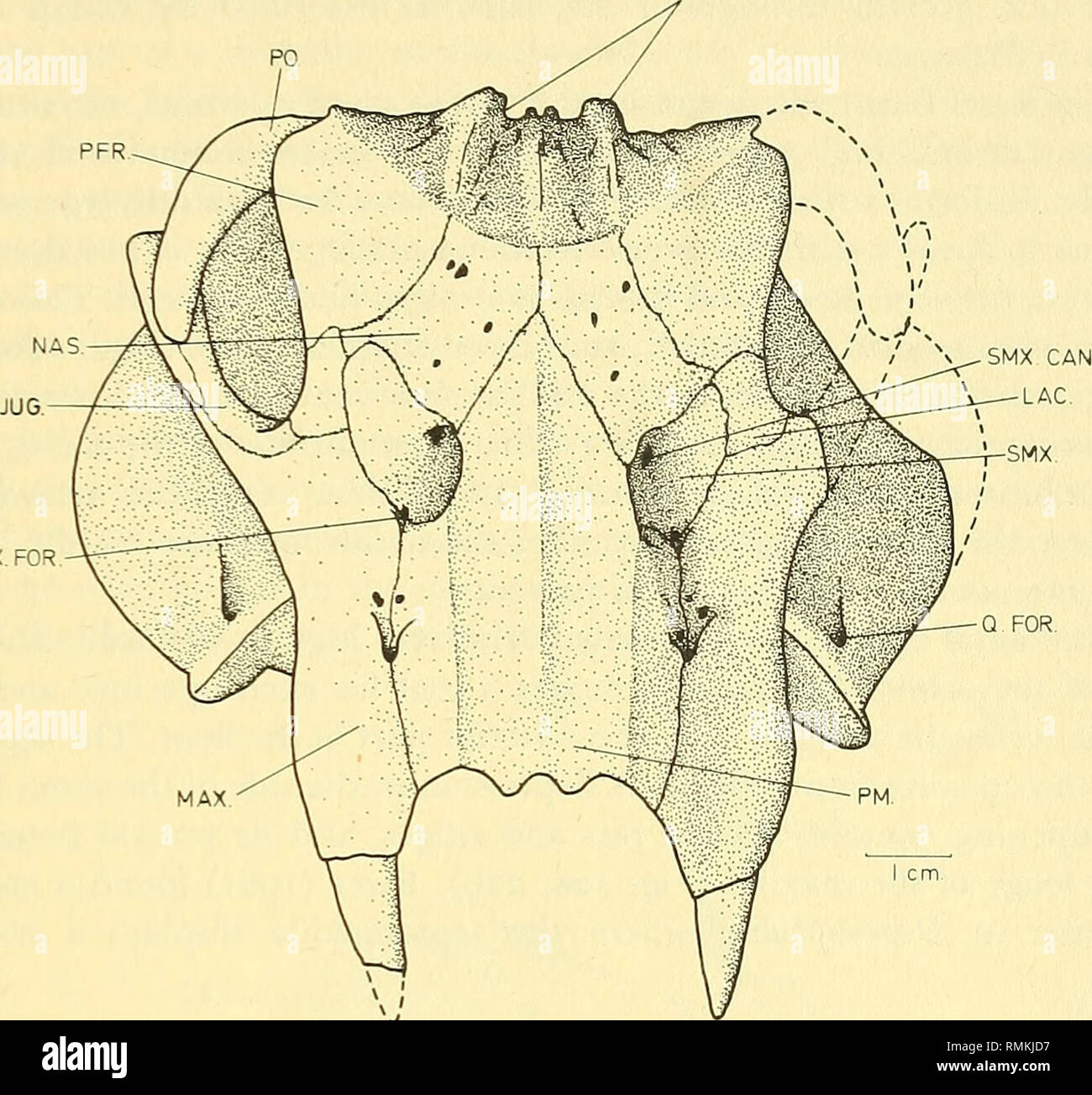 Dicynodont High Resolution Stock Photography and Images - Alamy