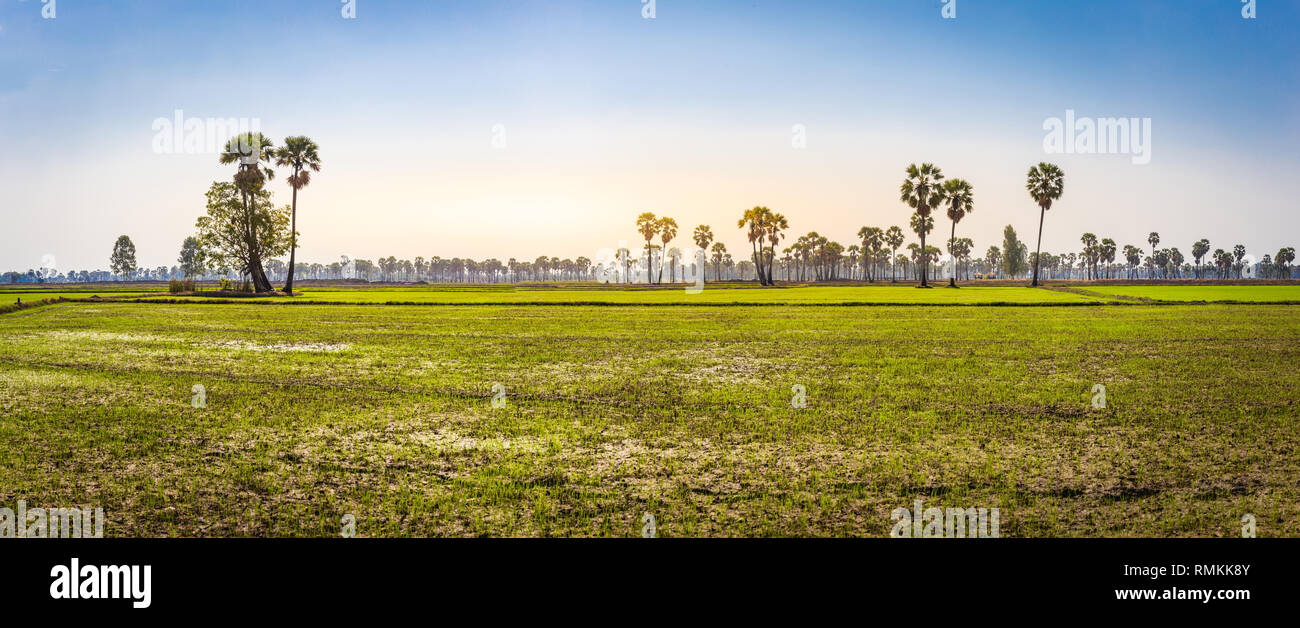Toddy trees hi-res stock photography and images - Alamy