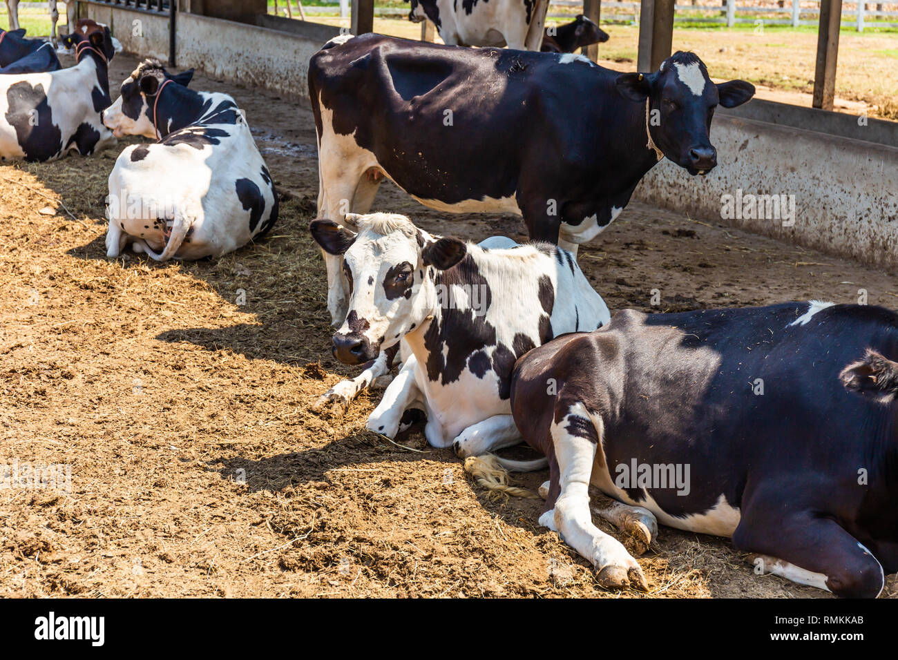 Cows sleeping in a farm. Dairy cows is economic animals Stock Photo - Alamy
