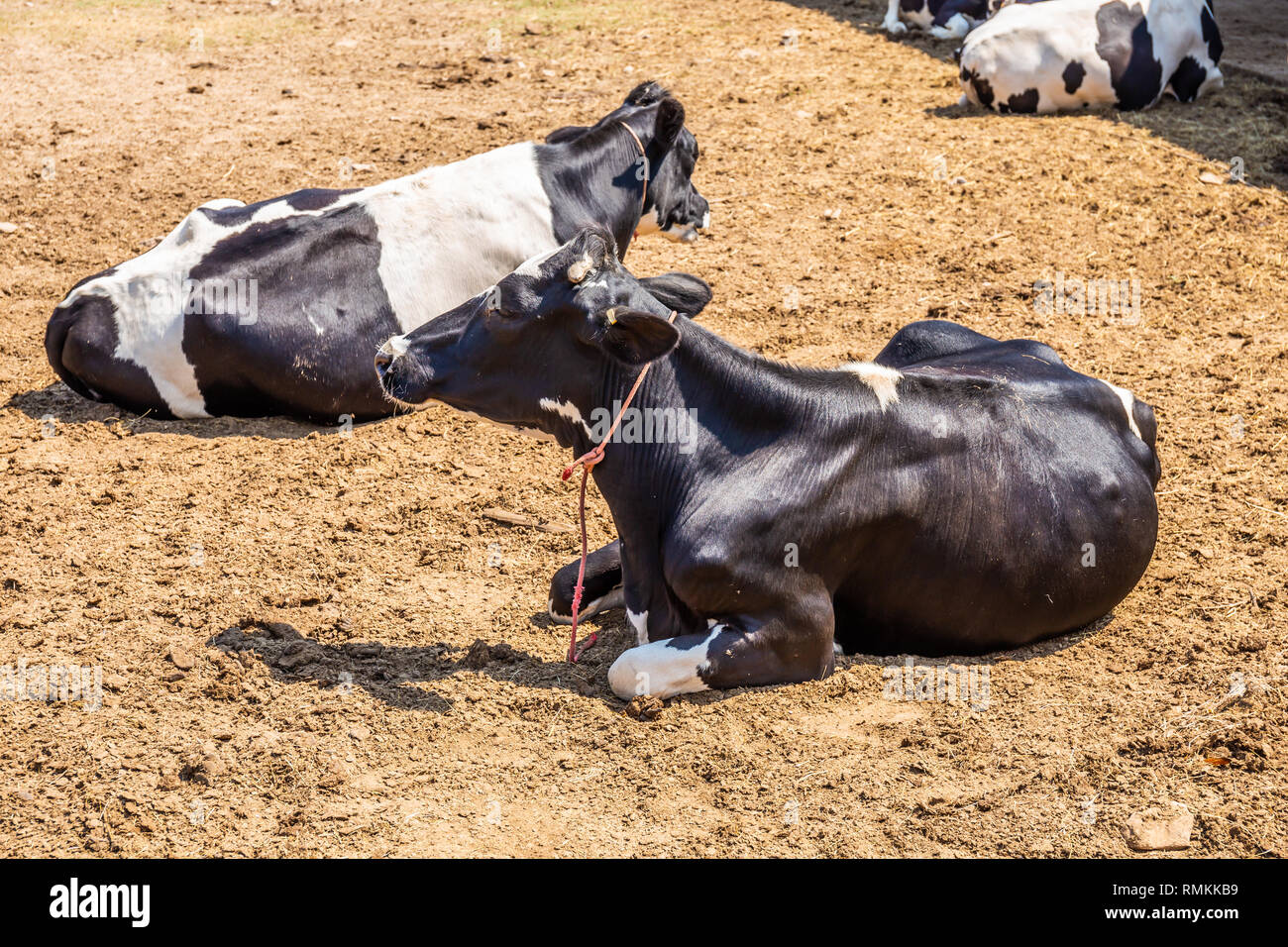 Cows sleeping in a farm. Dairy cows is economic animals Stock Photo - Alamy