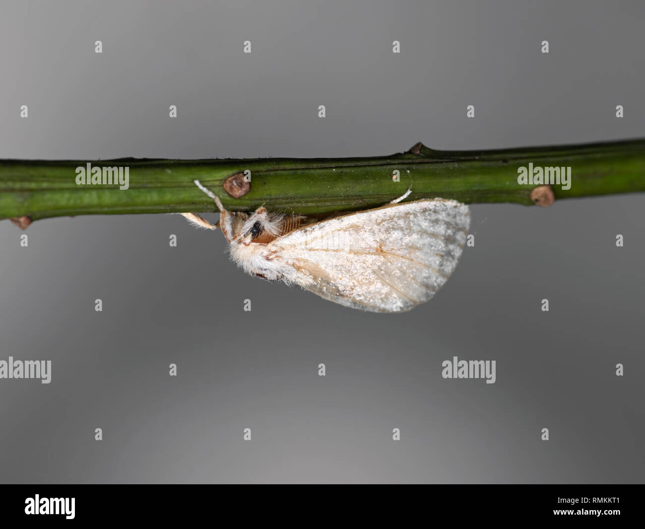 Macro Photography of White Moth on Trunk of Little Plant Stock Photo ...