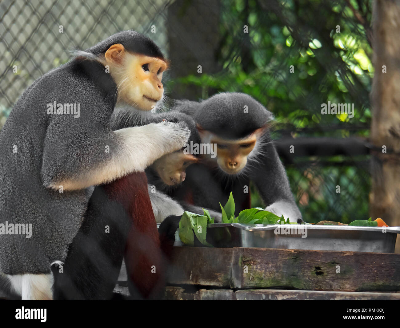 Baby red shanked douc langur hi-res stock photography and images - Alamy