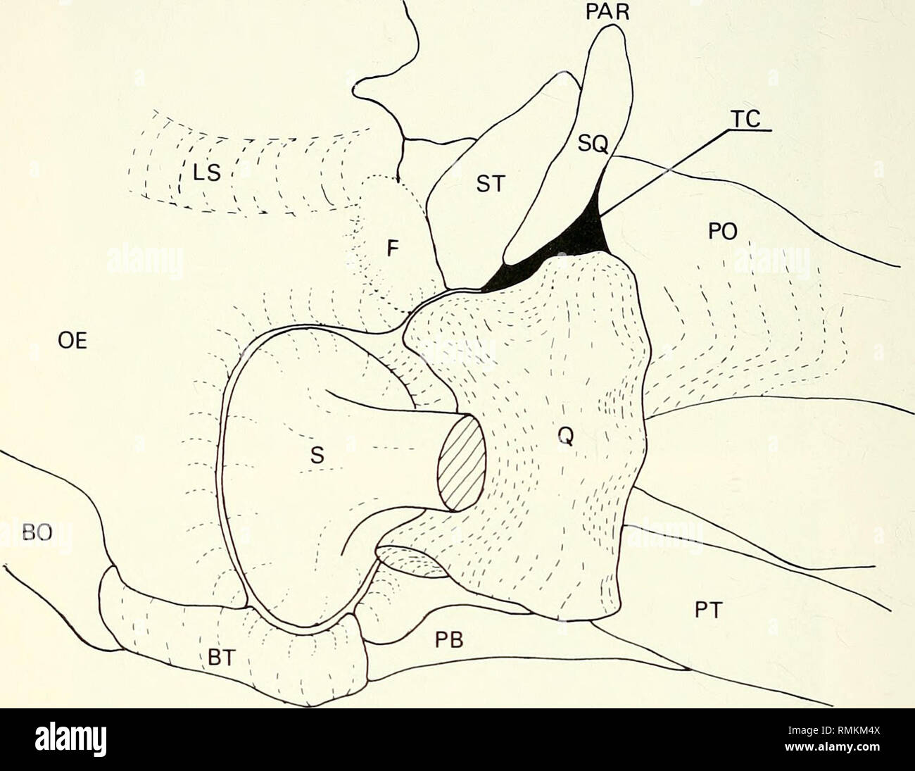 Medial arch hi-res stock photography and images - Alamy