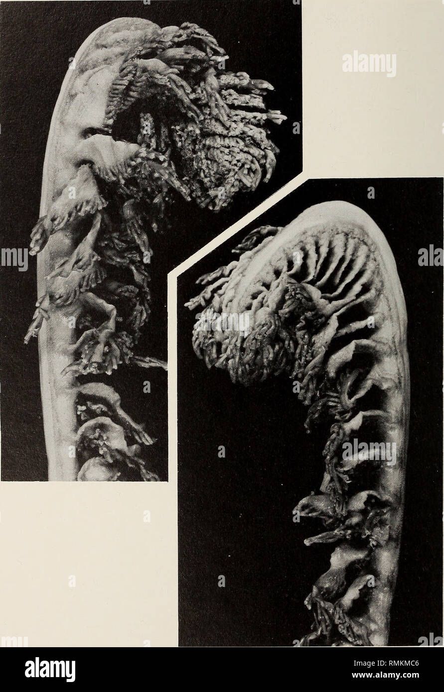 . Annals of the South African Museum = Annale van die Suid-Afrikaanse ...