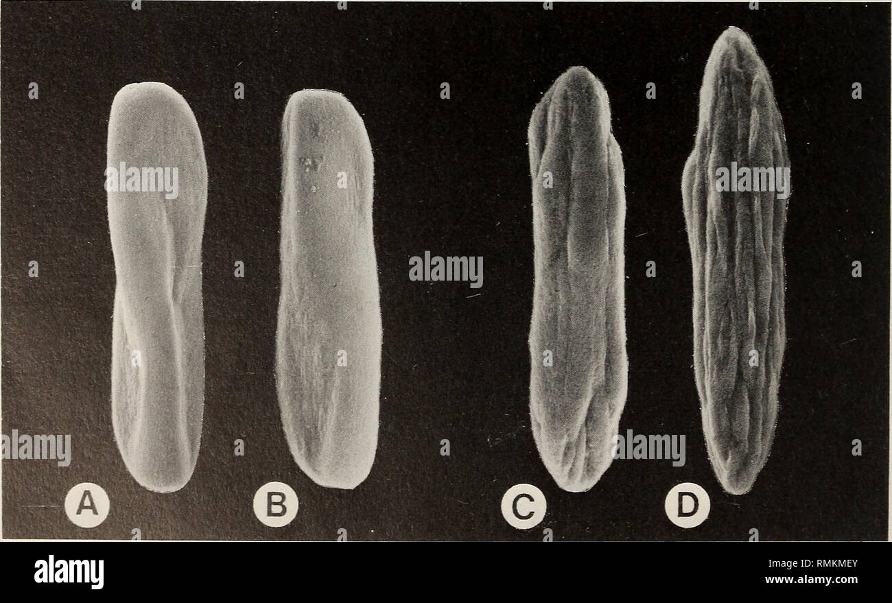 Grasshoff hi-res stock photography and images - Alamy