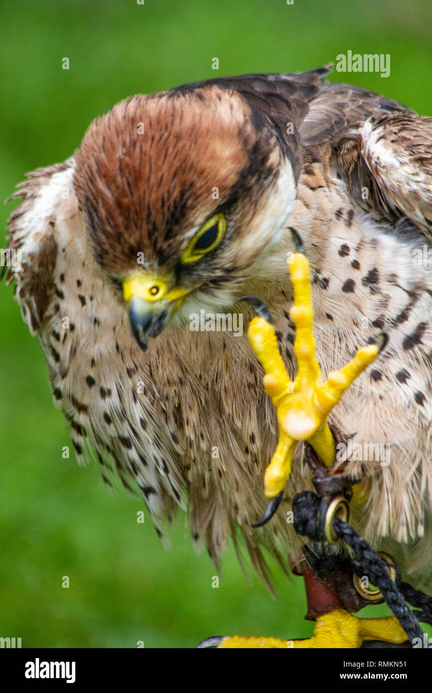 Bird of prey Stock Photo - Alamy