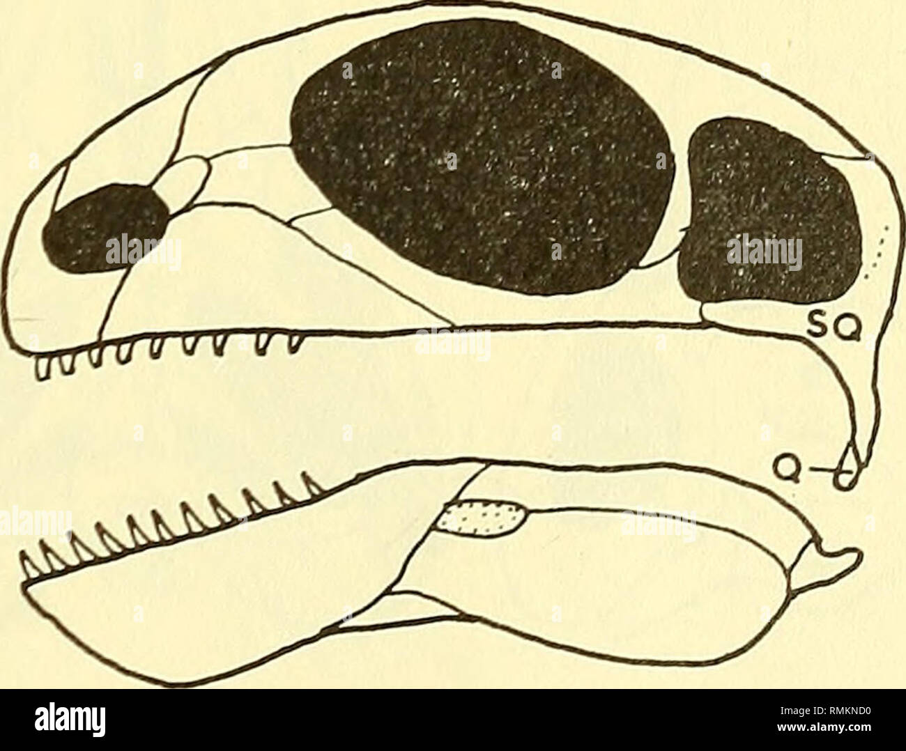 . Annals of the South African Museum = Annale van die Suid-Afrikaanse ...