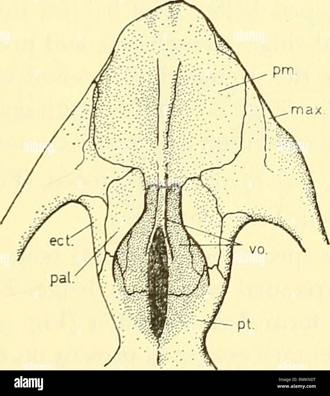 Postcanine teeth hi-res stock photography and images - Alamy