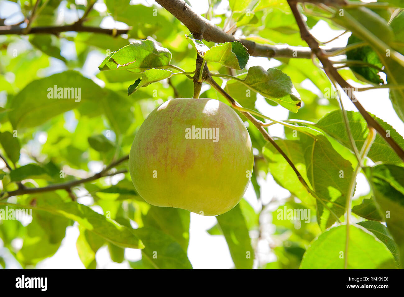 Close up of the tree branch with ripe organic apple on branch, fruit on ...